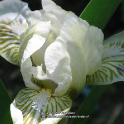 Photo of the bloom of Standard Dwarf Bearded Iris (Iris 'Snow Tree ...
