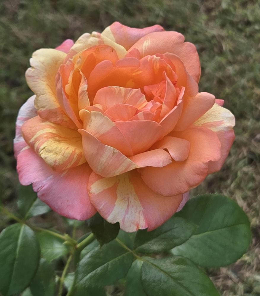Photo of the bloom of Rose (Rosa 'Peach Swirl') posted by emory676 ...
