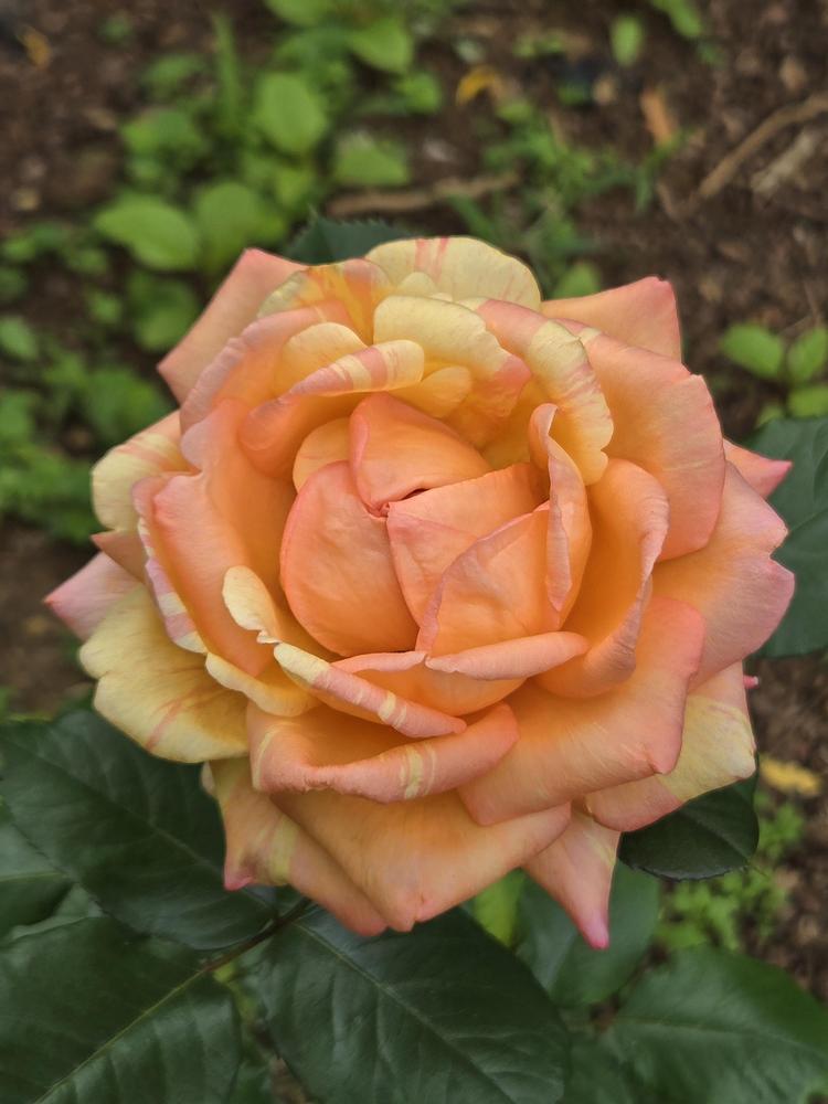 Photo of the bloom of Rose (Rosa 'Peach Swirl') posted by emory676 ...