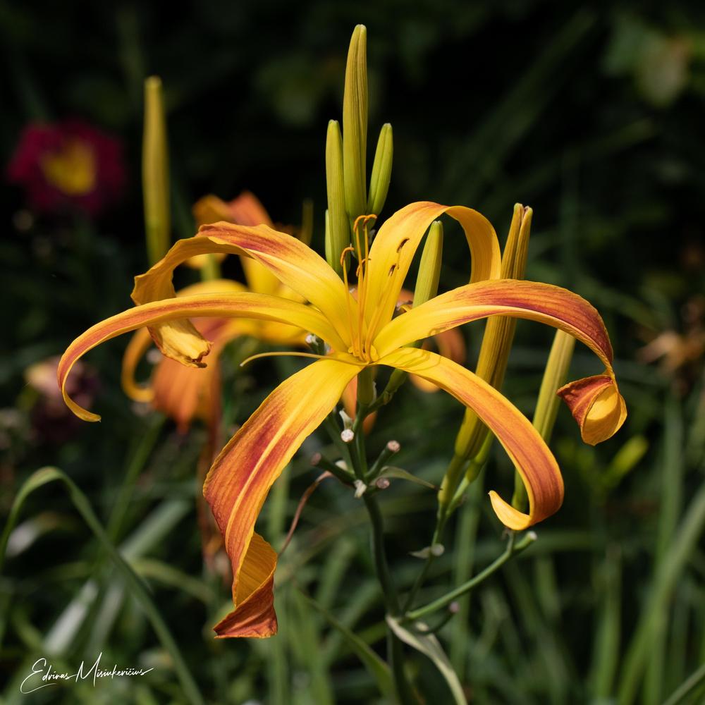 Daylily (Hemerocallis 'Watchyl Dancing Spider') in the Daylilies ...