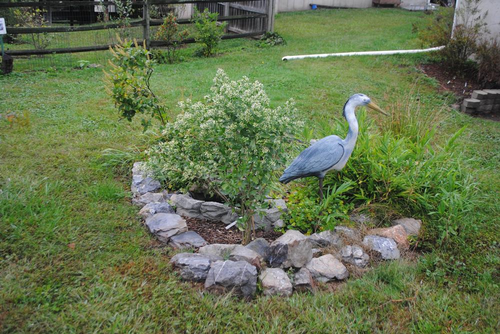 Photo of the entire plant of Sea Myrtle (Baccharis halimifolia) posted ...