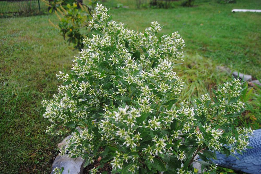 Photo of the bloom of Sea Myrtle (Baccharis halimifolia) posted by ...