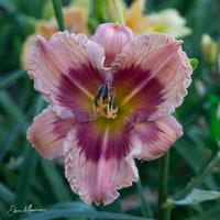 Daylily (Hemerocallis 'Flamboyant Eyes') in the Daylilies Database - Garden.org
