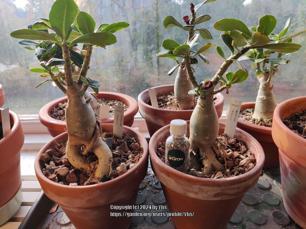ArGrow Grace experiment in the Adeniums forum - Garden.org