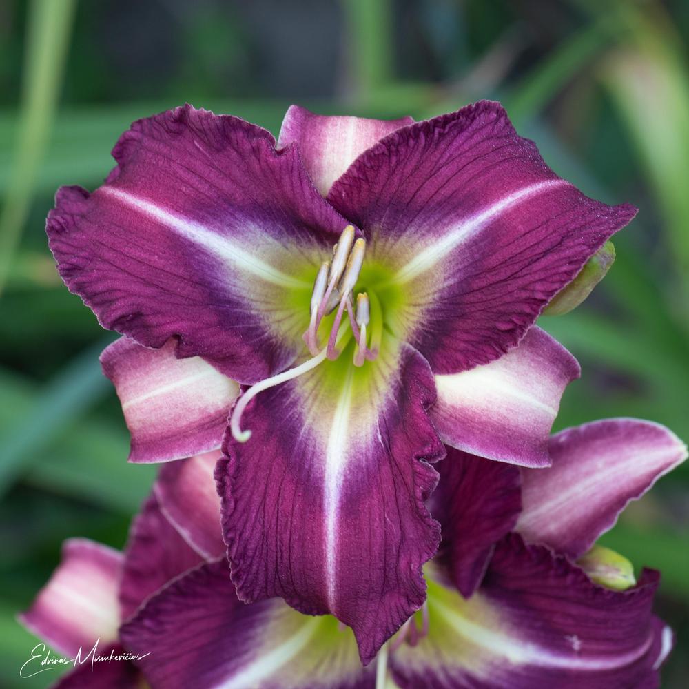 Photo of the bloom of Daylily (Hemerocallis 'Clown Without Pity ...