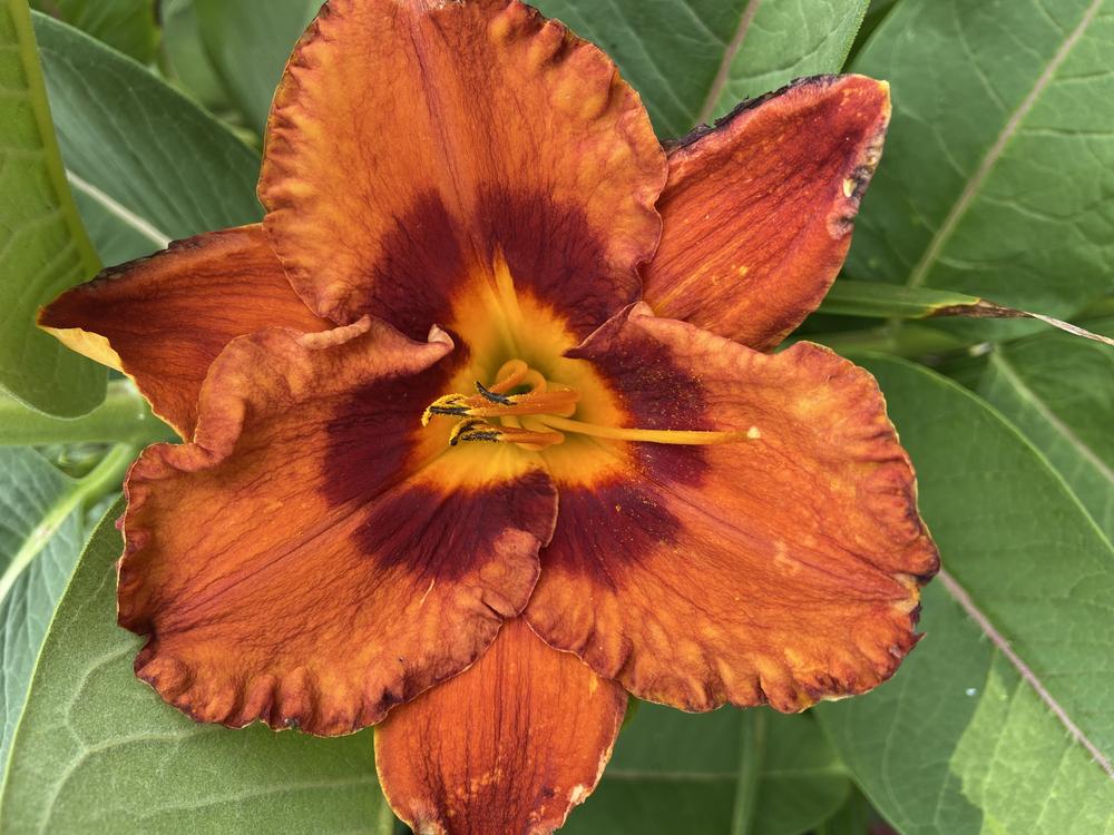 Photo of the bloom of Daylily (Hemerocallis 'Mighty Chestnut') posted by JimKlaiber - Garden.org