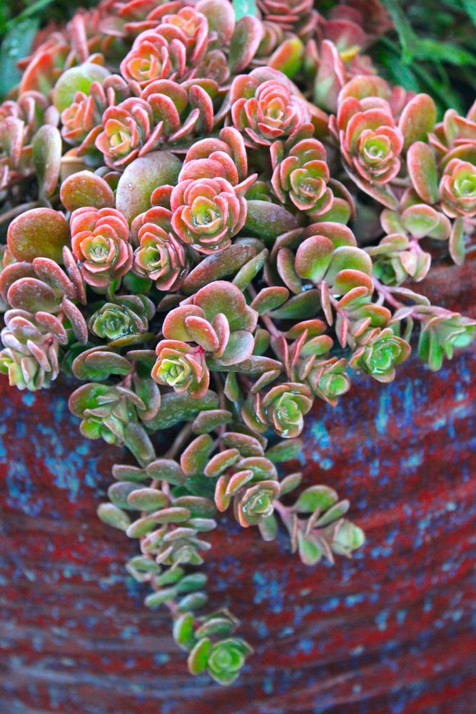 Photo of the entire plant of Chinese Stonecrop (Sedum tetractinum ...