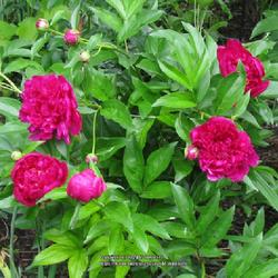 Peony (Paeonia lactiflora 'Rachel') in the Peonies Database - Garden.org