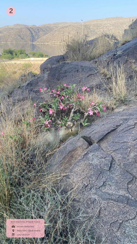 Wild Adeniums in the mountains in the Adeniums forum - Garden.org