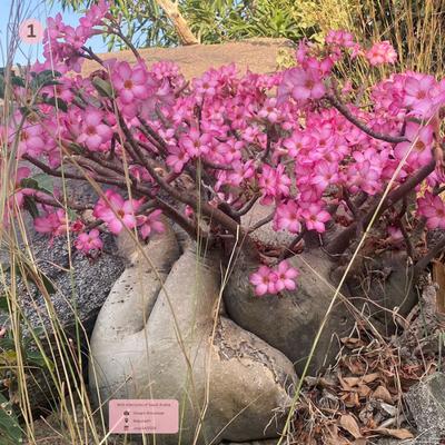 Wild Adeniums in the mountains in the Adeniums forum - Garden.org