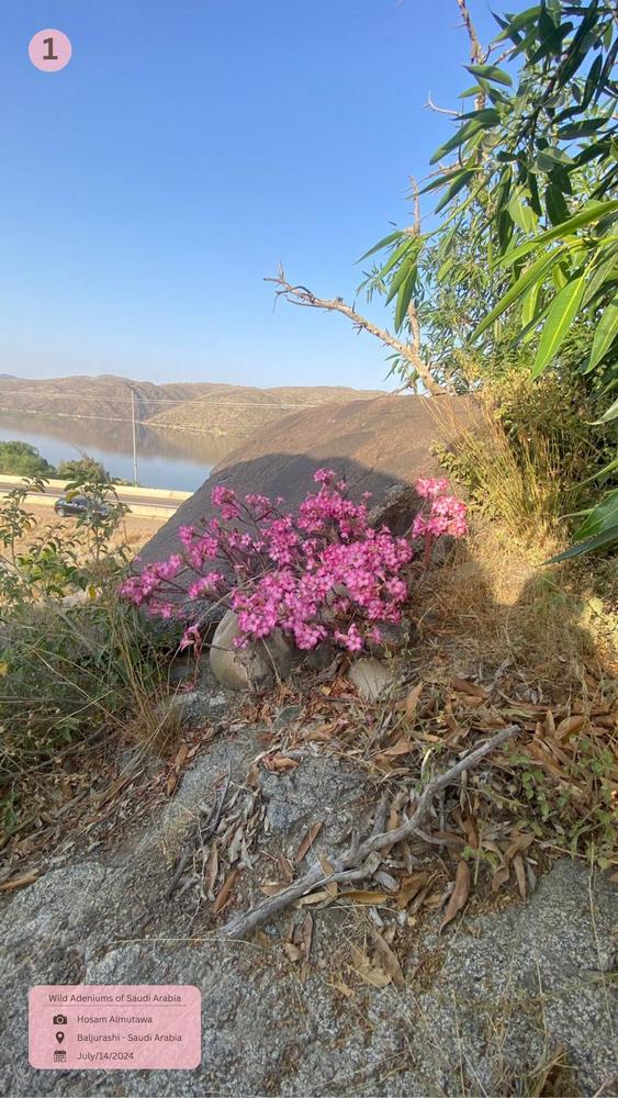 Wild Adeniums in the mountains in the Adeniums forum - Garden.org