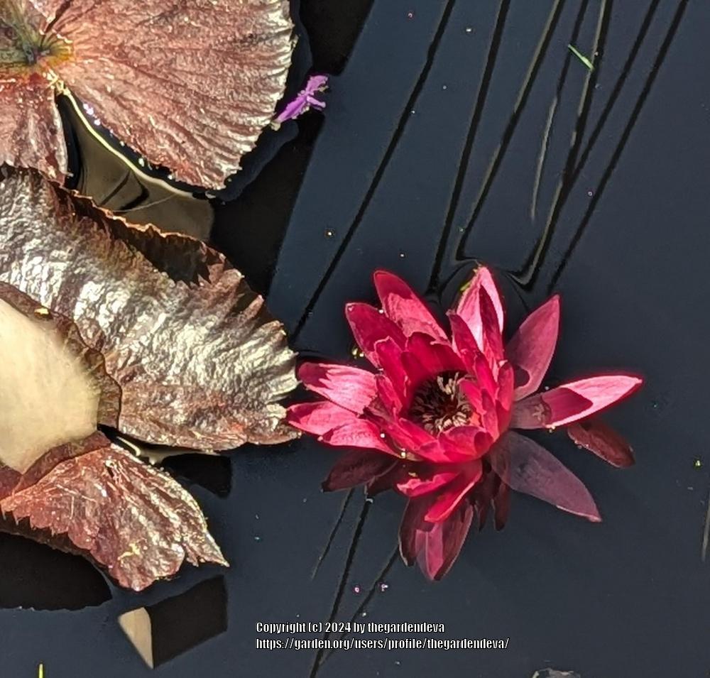 Photo of the entire plant of Tropical Night-Blooming Water Lily ...