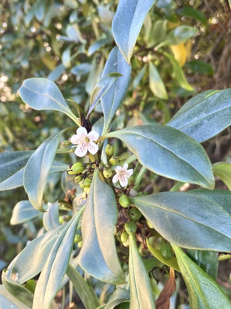 Ngaio Tree (Myoporum laetum) - Garden.org
