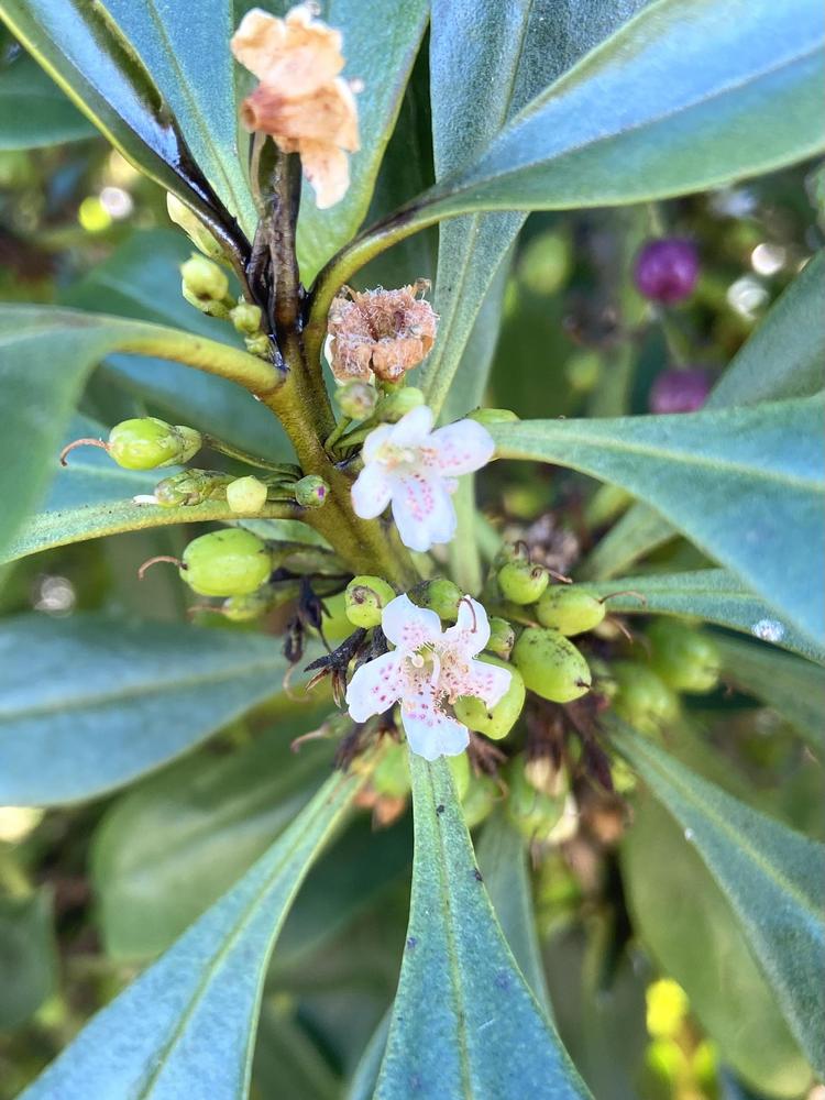 Photo of the bloom of Ngaio Tree (Myoporum laetum) posted by Calif_Sue ...
