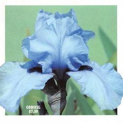 Tall Bearded Iris (Iris 'Codicil') in the Irises Database - Garden.org