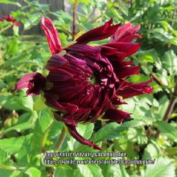 Dahlia 'Kenora Macop-B' in the Dahlias Database - Garden.org