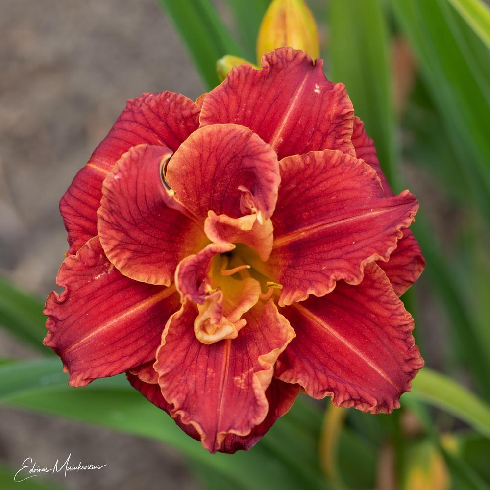 Photo of the bloom of Daylily (Hemerocallis 'Booby Ruby') posted by Edvinas - Garden.org