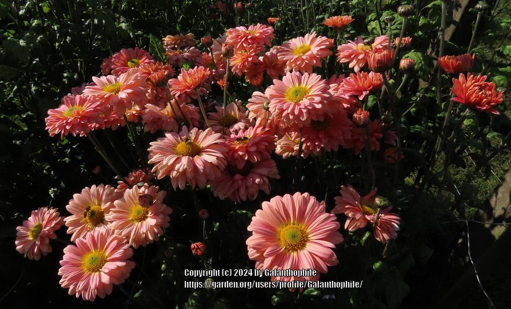 Photo of the bloom of Spray Mum (Chrysanthemum 'Peach Southway Sheeba ...