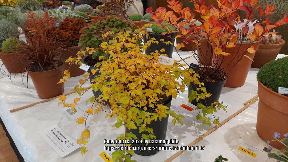 Lace Shrub (Neillia incisa 'Crispa') - Garden.org