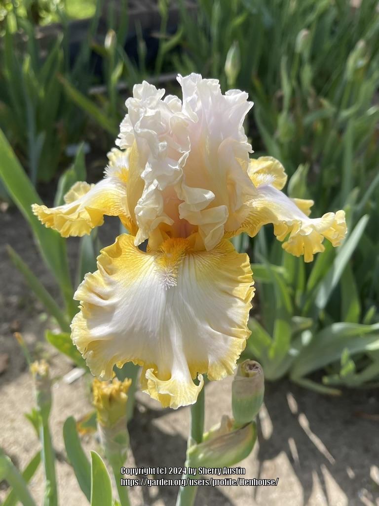 Photo of the bloom of Tall Bearded Iris (Iris 'Ease Your Mind') posted by Henhouse - Garden.org