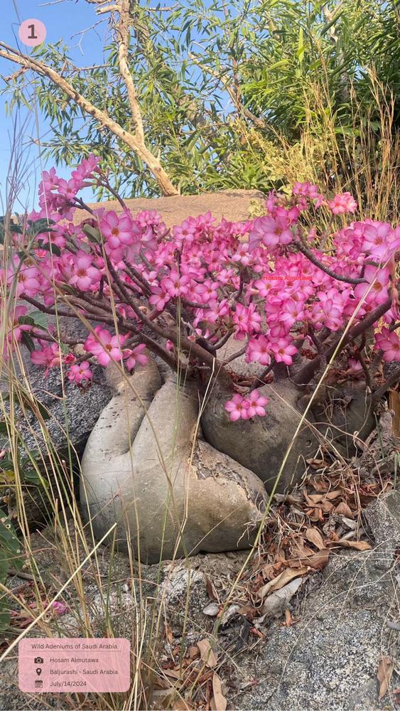 Newsletter for October 12th, 2024