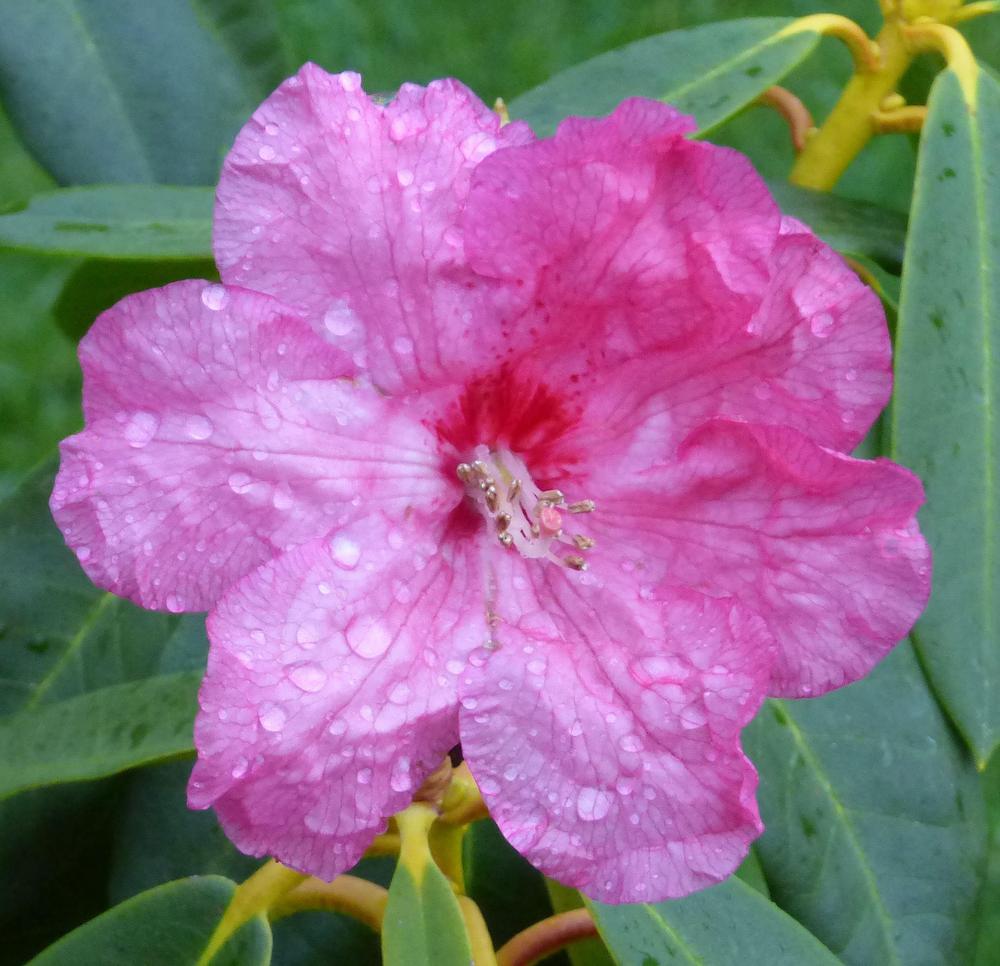 Rhododendron 'Ruby Bowman' in the Rhododendrons Database - Garden.org