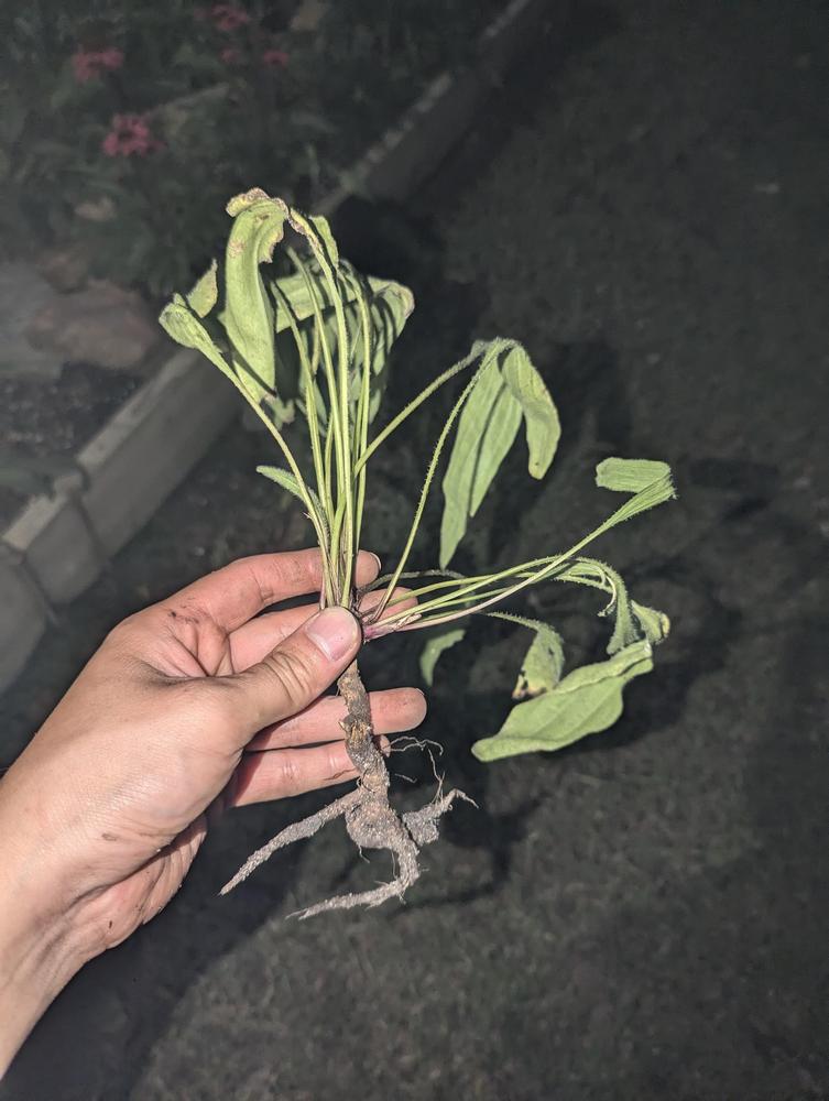 Root rot Echinacea in the Ask a Question forum - Garden.org