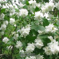 Photo of the bloom of Virginal Mockorange (Philadelphus x virginalis ...