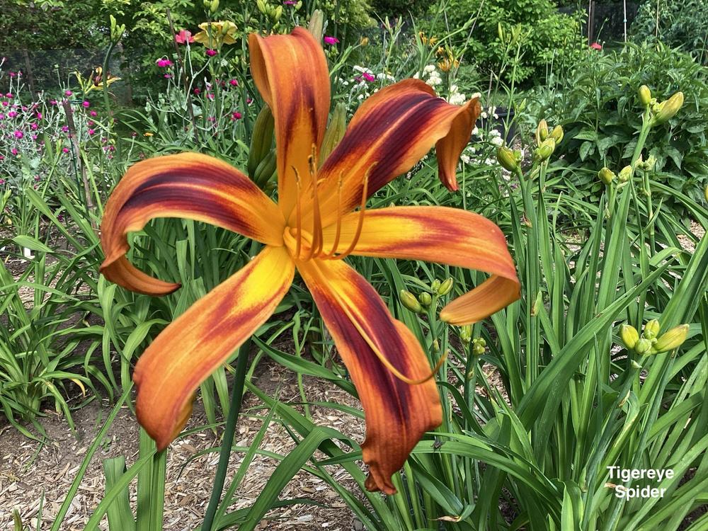 Daylily (Hemerocallis 'Tigereye Spider') in the Daylilies Database ...