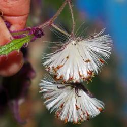 Purple Velvet Plant (Gynura aurantiaca 'Purple Passion') - Garden.org