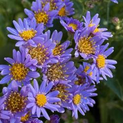 Asters: Collection of Varieties - Garden.org