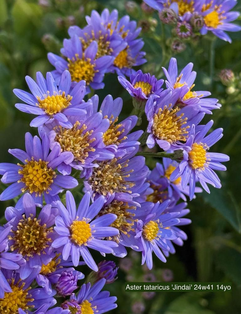 Newsletter for October 19th, 2024