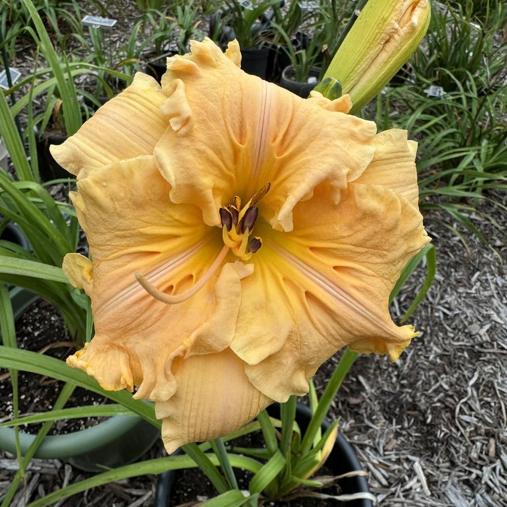 Photo of the bloom of Daylily (Hemerocallis 'Fiddle of Gold') posted by ...
