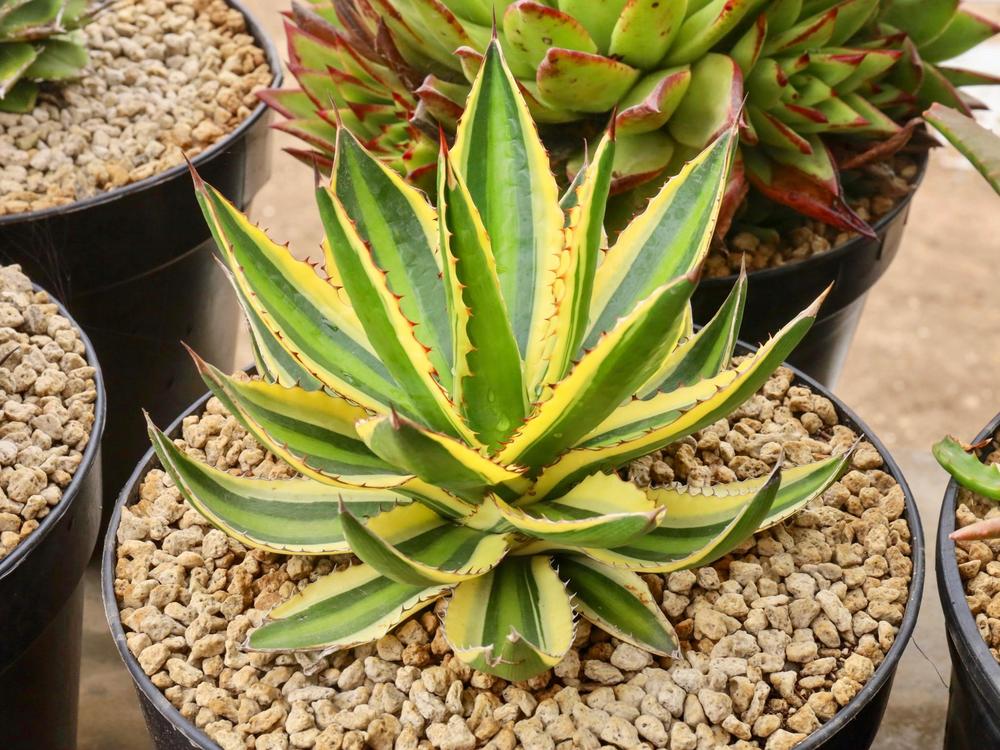 Photo of the entire plant of Center Stripe Agave (Agave lophantha ...