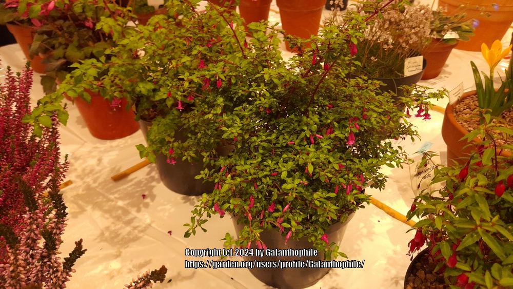 Photo of the entire plant of Small Leaf Fuchsia (Fuchsia microphylla ...
