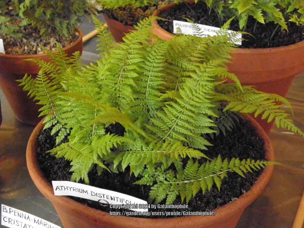 American Alpine Lady Fern (Pseudathyrium alpestre) - Garden.org