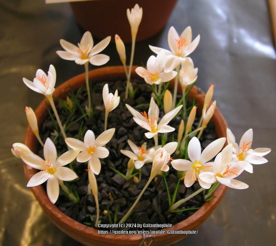 Photo of the bloom of Species Crocus (Crocus laevigatus) posted by ...