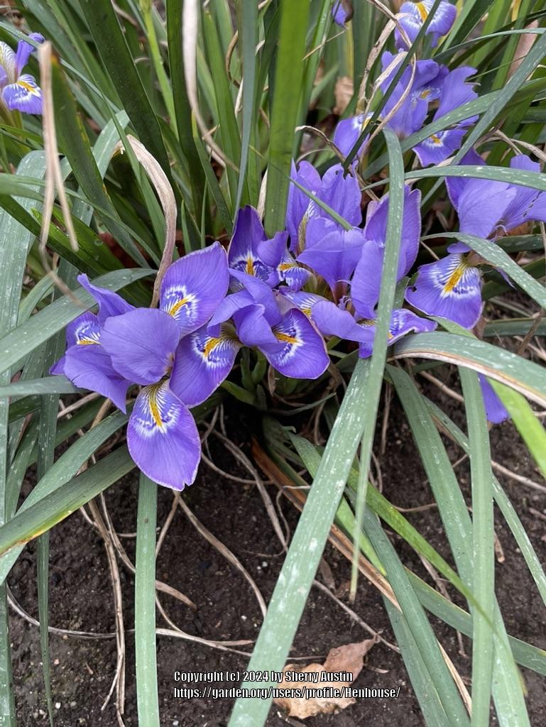 Photo of the bloom of Species Iris (Iris unguicularis) posted by ...