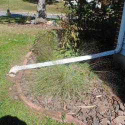 Photo of the entire plant of Ruby Muhly (Muhlenbergia reverchonii ...