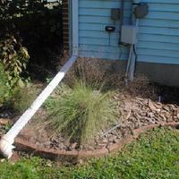 Photo of the entire plant of Ruby Muhly (Muhlenbergia reverchonii ...