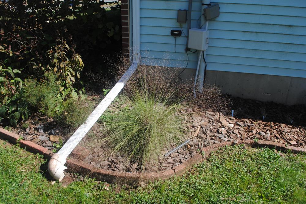 Photo of the entire plant of Ruby Muhly (Muhlenbergia reverchonii ...