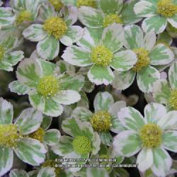 Sanicula epipactis 'Thor' - Garden.org