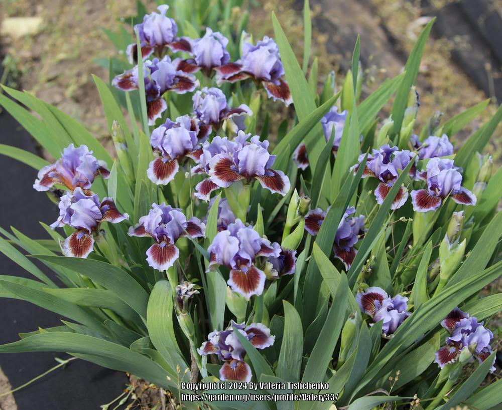 Photo of the bloom of Standard Dwarf Bearded Iris (Iris 'Island') posted by Valery33 - Garden.org