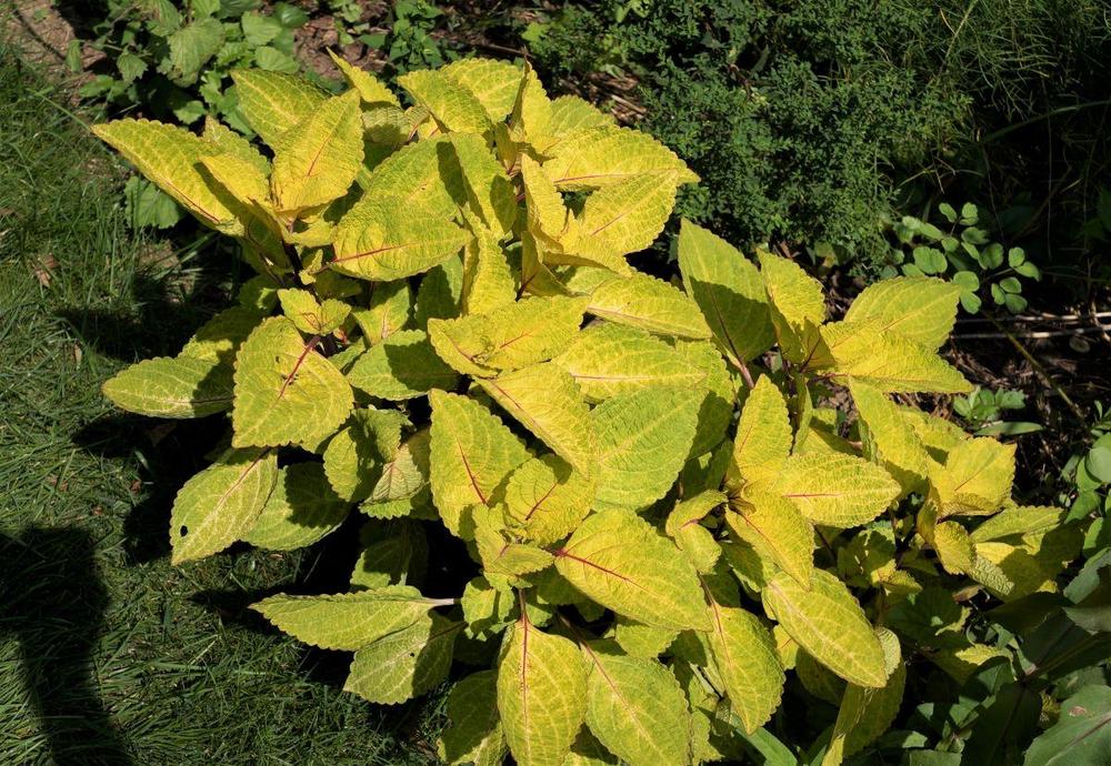 Photo of the entire plant of Coleus (Coleus scutellarioides 'Large ...