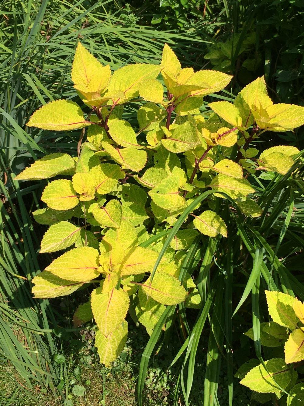 Photo of the entire plant of Coleus (Coleus scutellarioides 'Large Marge') posted by skylark ...
