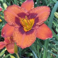 Daylily (Hemerocallis 'Mighty Chestnut') in the Daylilies Database - Garden.org