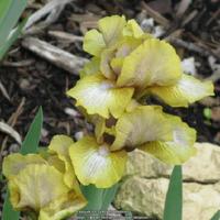 Photo of the bloom of Standard Dwarf Bearded Iris (Iris 'Celtic Belle') posted by doglover ...