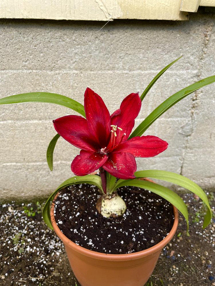 Photo of the entire plant of Amaryllis (Hippeastrum 'Red Pearl') posted ...