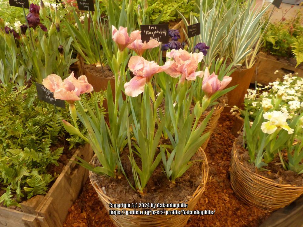 Photo of the bloom of Intermediate Bearded Iris (Iris 'Raspberry Blush ...