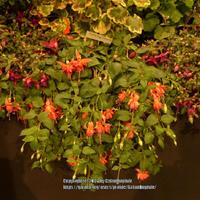Photo of the entire plant of Fuchsia 'Dancing Flame' posted by ...